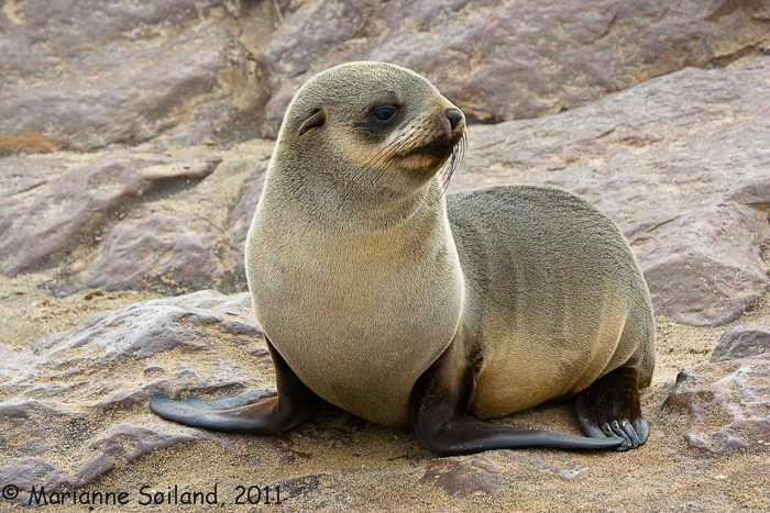 Propella's Univers: Sel på morgentur!