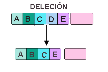Mutaciones : Mutación
