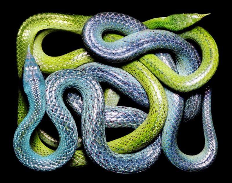 Untold Stories: The colors show the snakes