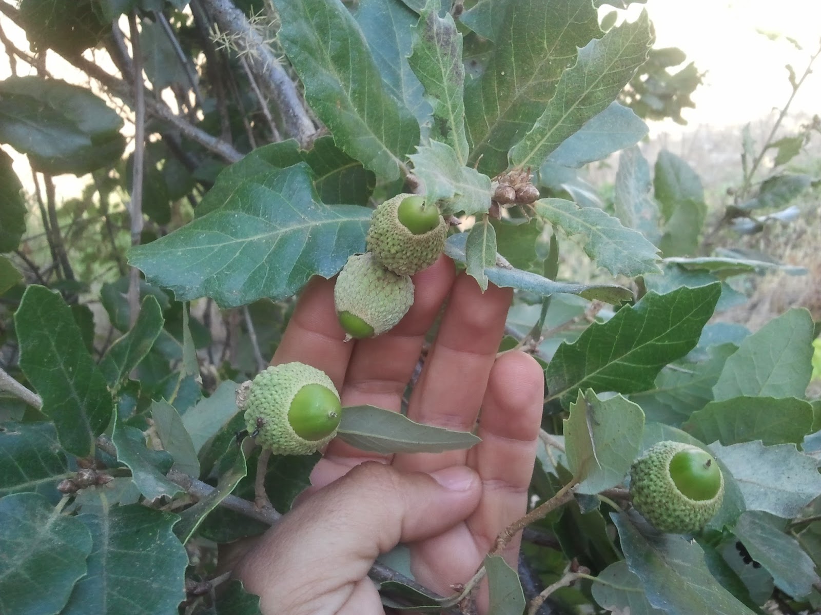 PLANTAR CIENTOS DE ARBOLES: QUEJIGOS: QUERCUS FAGINEA