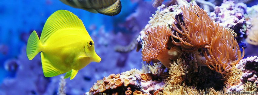 Facebook Covers Fish #1 | Facebook Covers | Timeline, cover, Photo