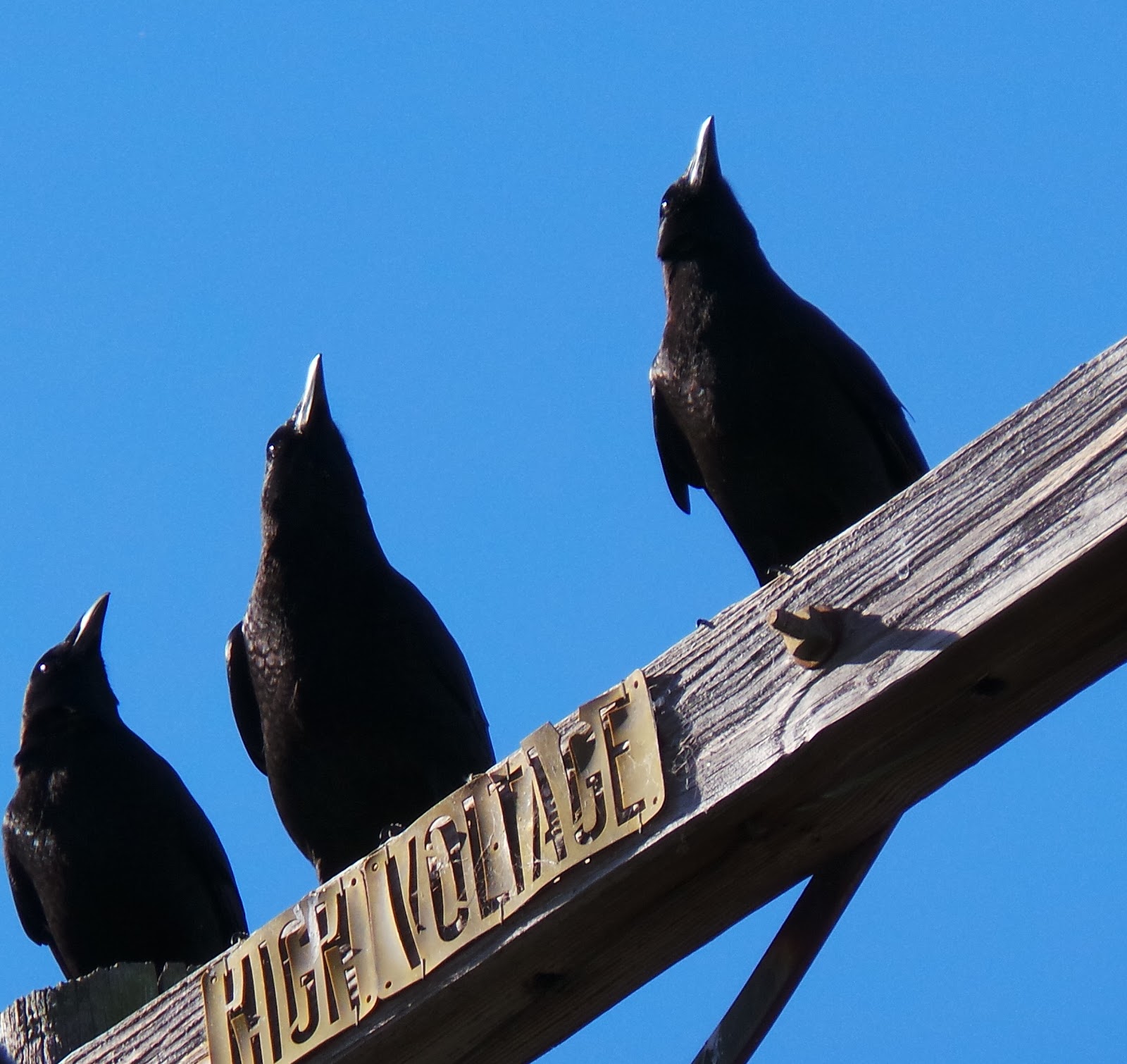 Berkeley Backyard Bird Blog: Teachable Moments, Existential Lessons ...