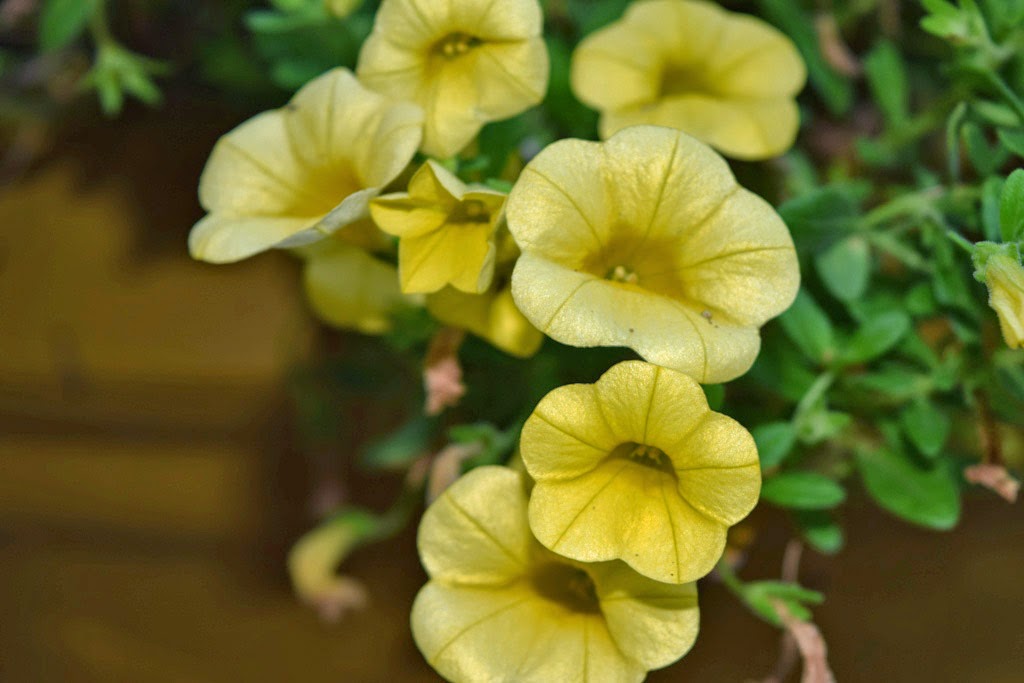 MARIETTE'S BACK TO BASICS: {Superbells Yellow Calibrachoa}