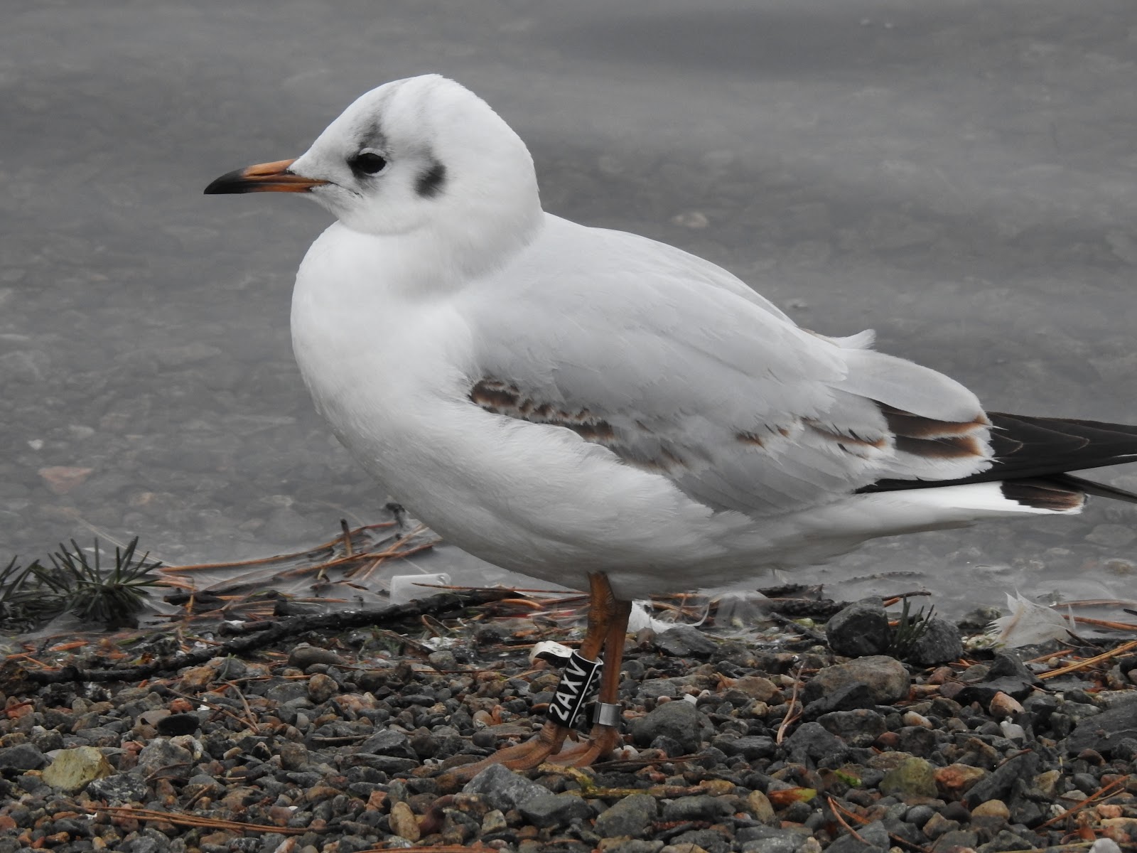 Northern Ireland Black-headed Gull Study: Black-headed Gull - Black 2AXV
