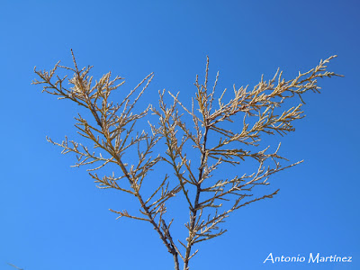 Una ventana a la naturaleza: Taráis de la Rambla de La Raja
