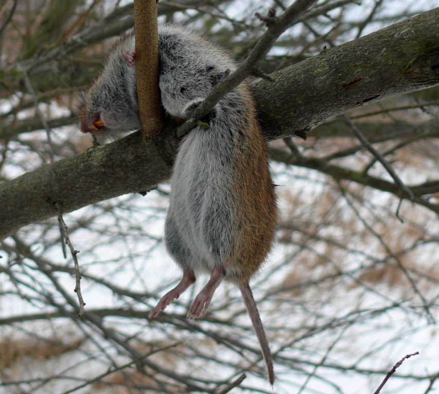 Ohio Birds and Biodiversity: Owl pellet, dissected