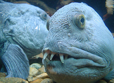 The Presurfer: The Wolffish