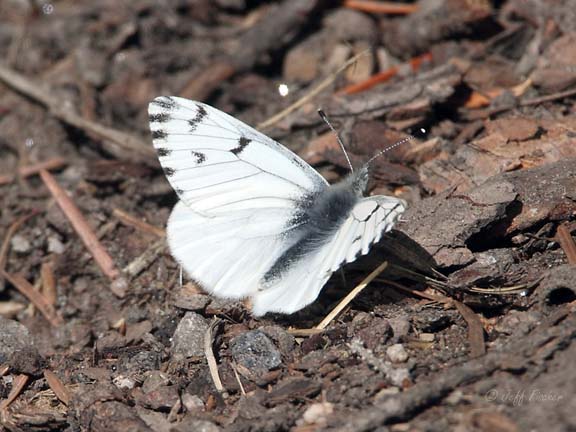 Ecobirder: Spring White Butterfly