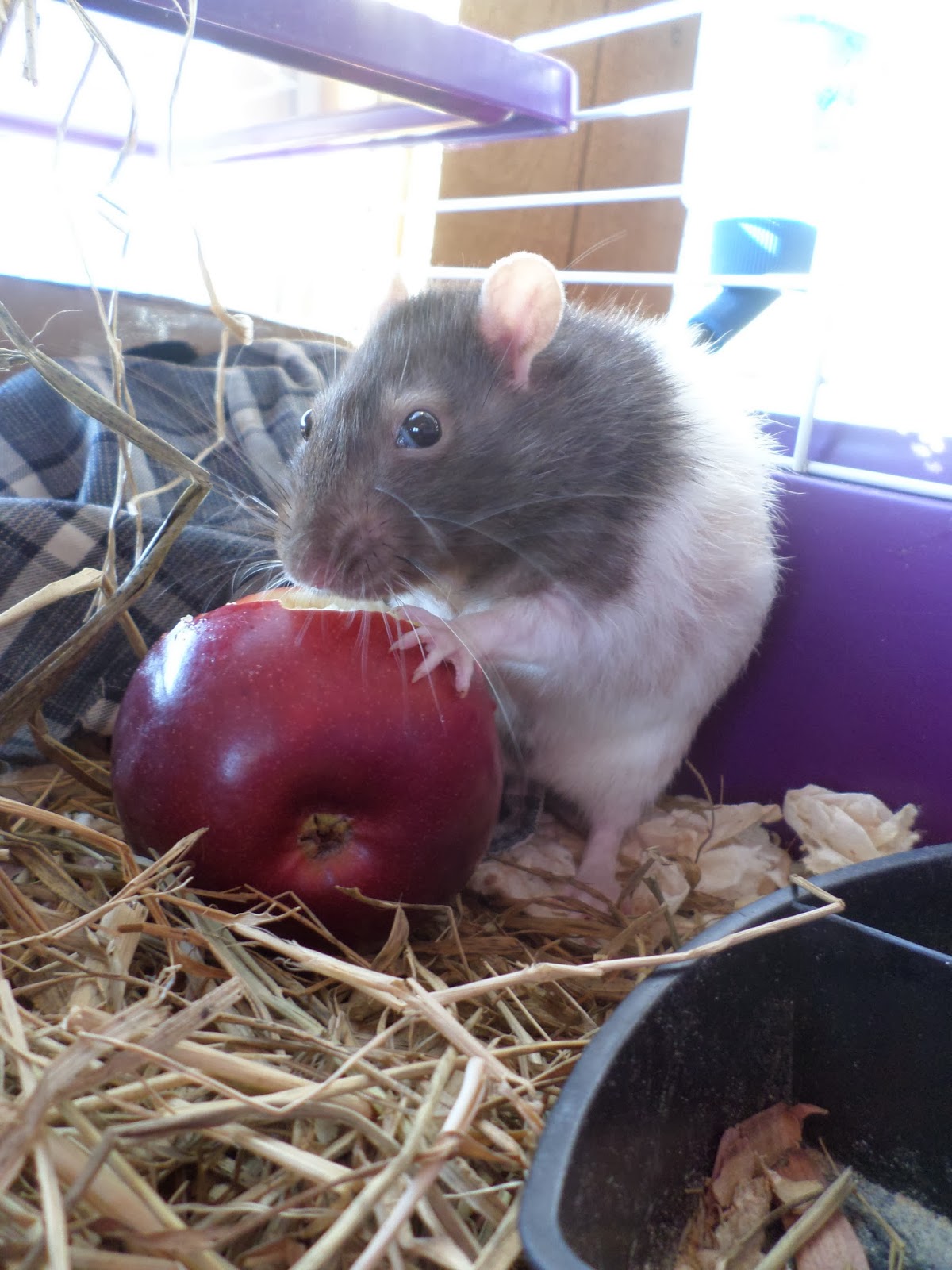 Brain Feathered: Rat Loves Apple