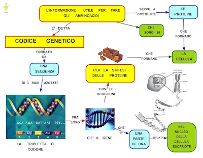 Mappa concettuale: Codice genetico • Scuolissima.com