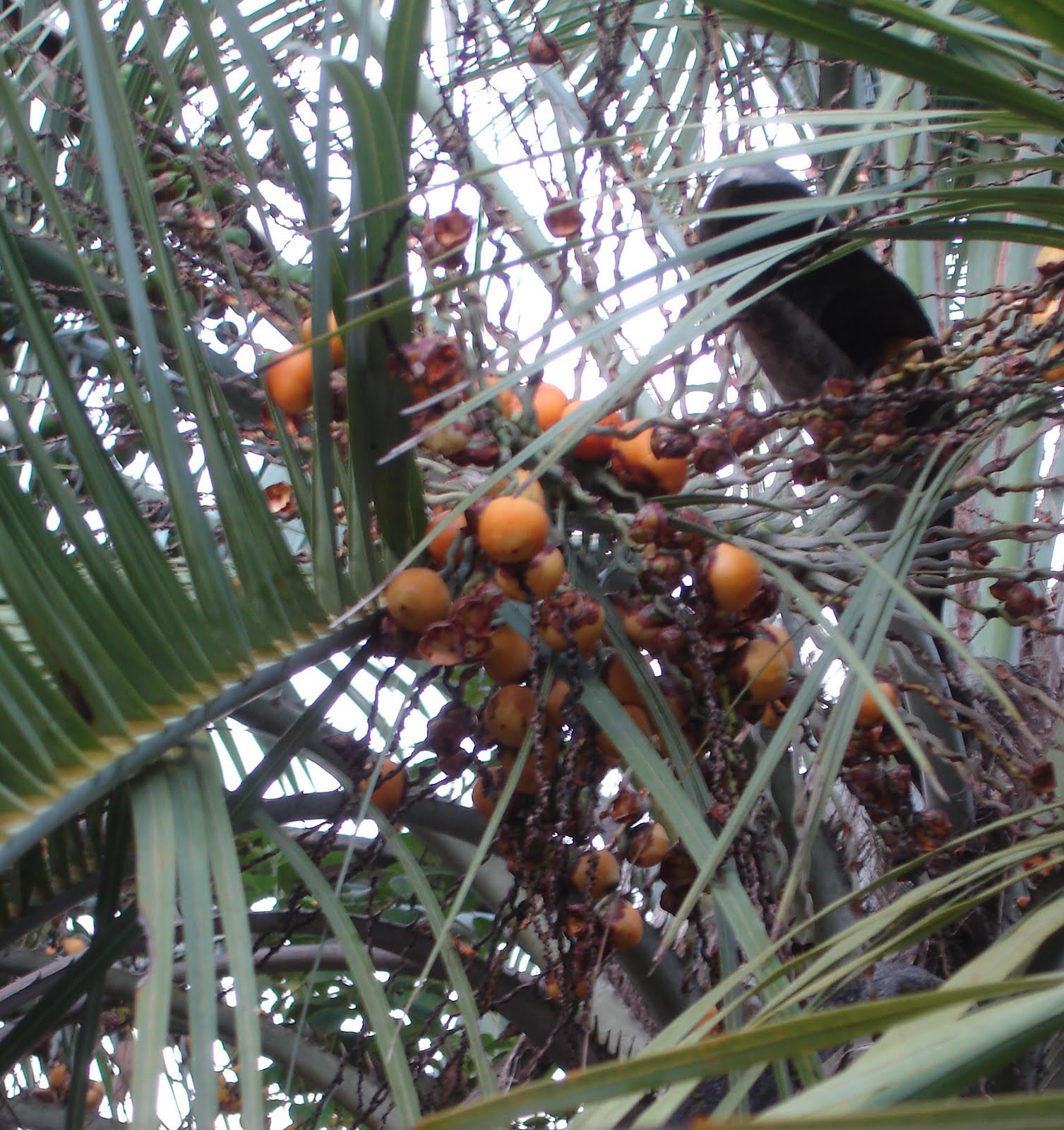 Blue Starr Gallery: Jelly Palm Fruit & Once Firing