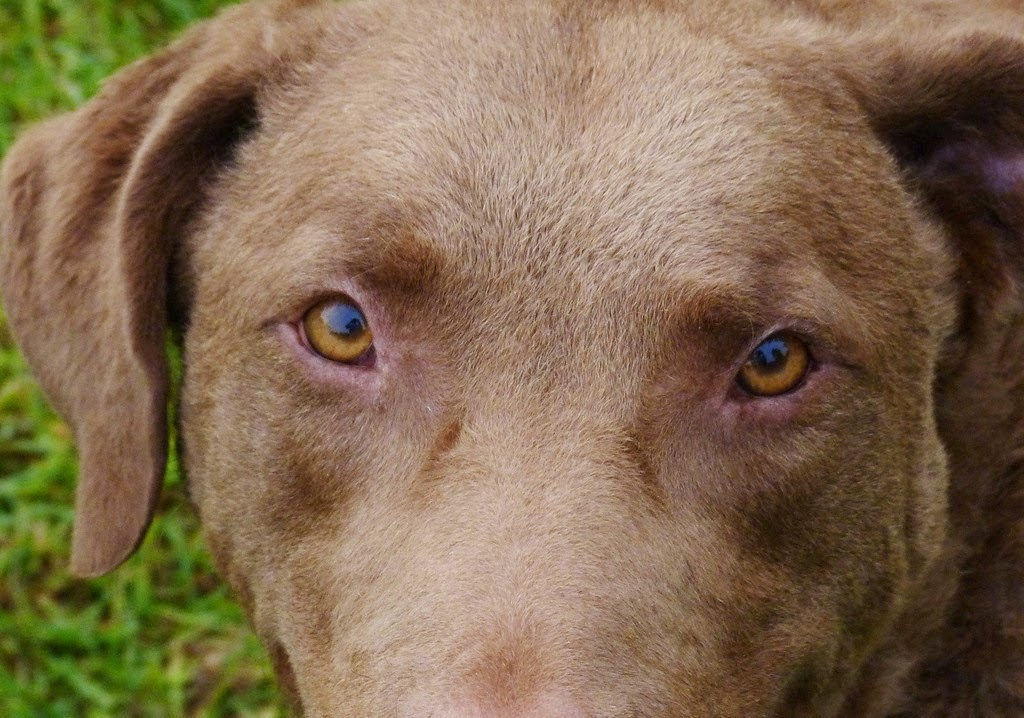 Life With Beagle: Pet Blogger's Gift Exchange: Meet Hawk, aka the Brown Dog