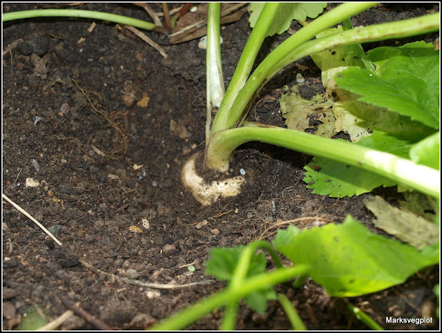 Mark's Veg Plot: Furtling