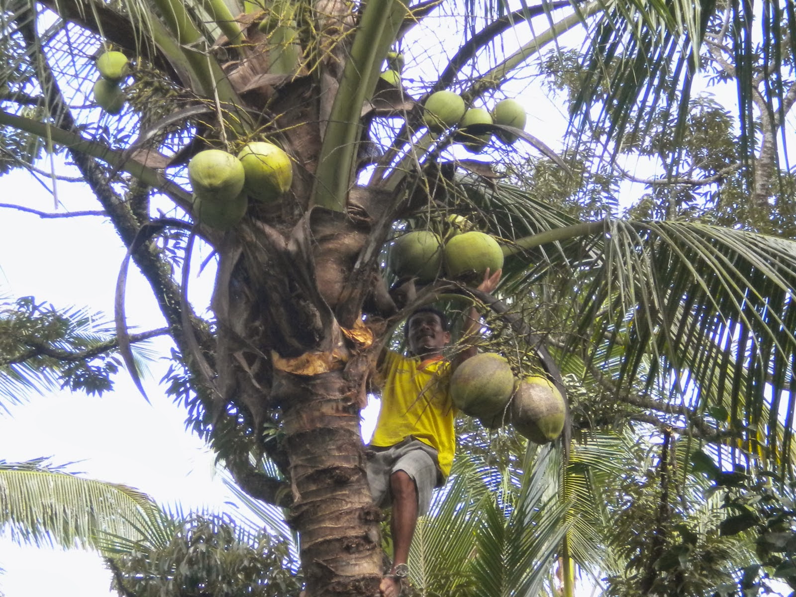 FARMER VOICE RADIO : KENYA: SUCCESS STORY ON COCONUT