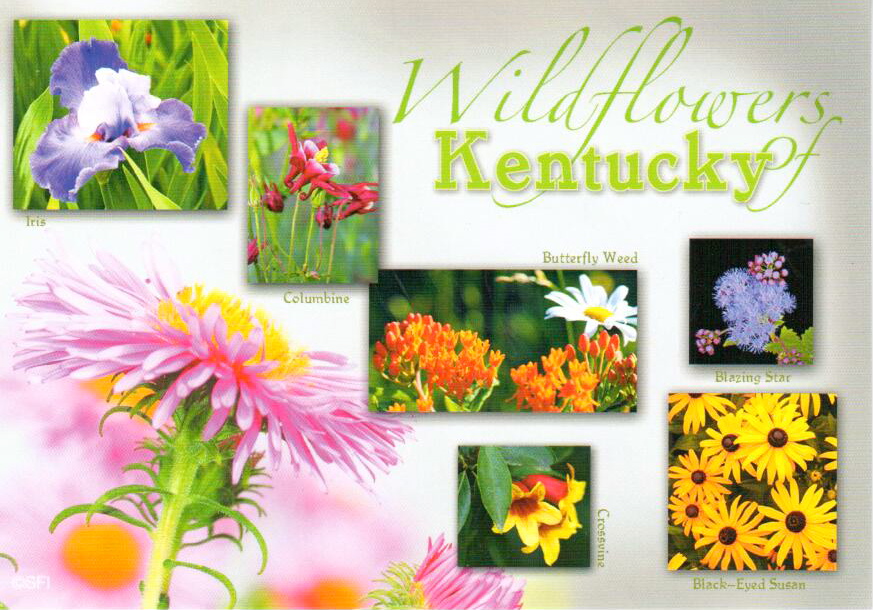 Around the States in 50 Postcards: Our Beautiful Kentucky Postcards