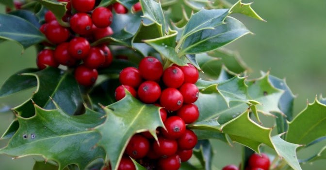 Flor de Bach - Holly (Acebo) 15