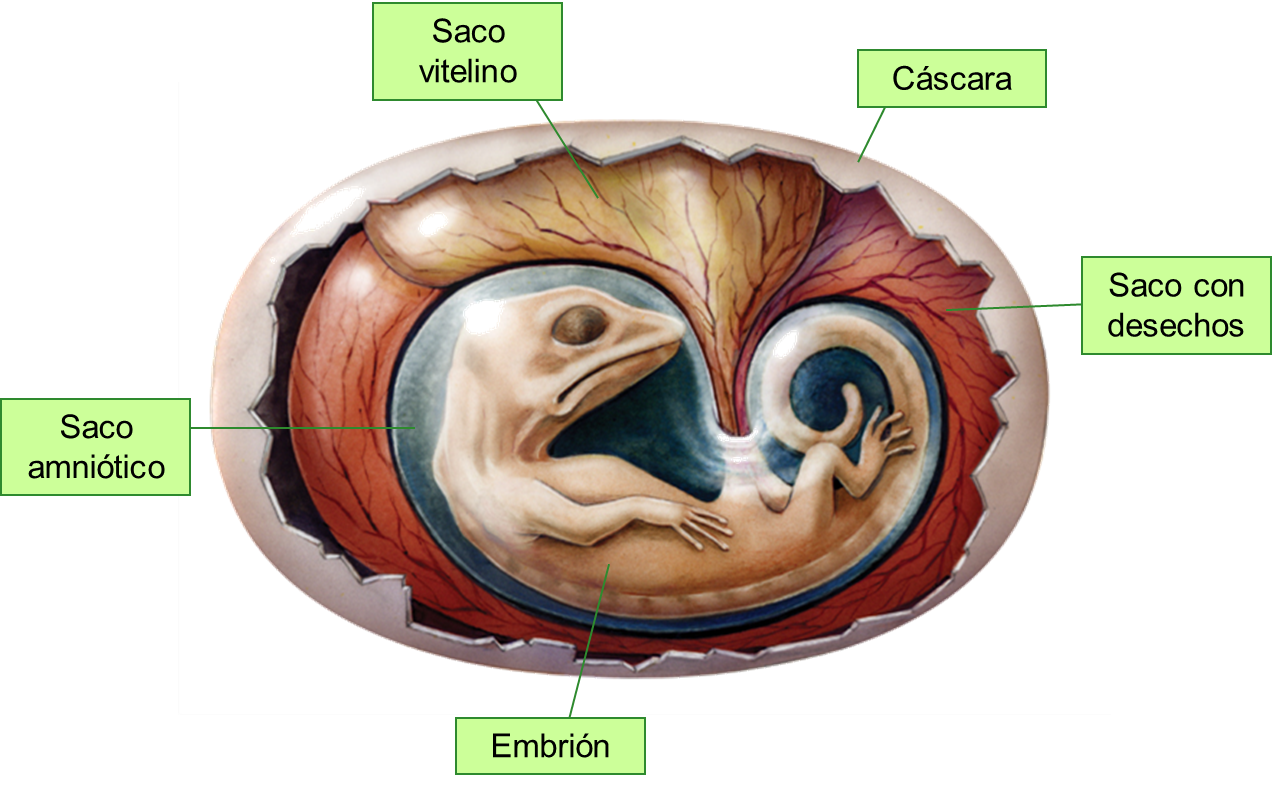 LA CIENCIA DE LA VIDA: Huevos peculiares