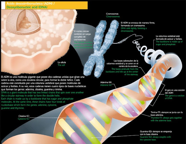 ORGANIZACION DEL MATERIAL GENETICO EN LA CELULA
