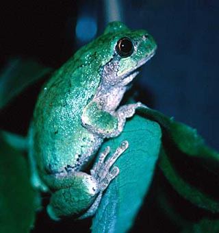 Kehidupan Naturalku: VERTEBRATA- Amphibia