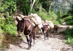 Los Gavirias de Sopetrán: Ganado mular