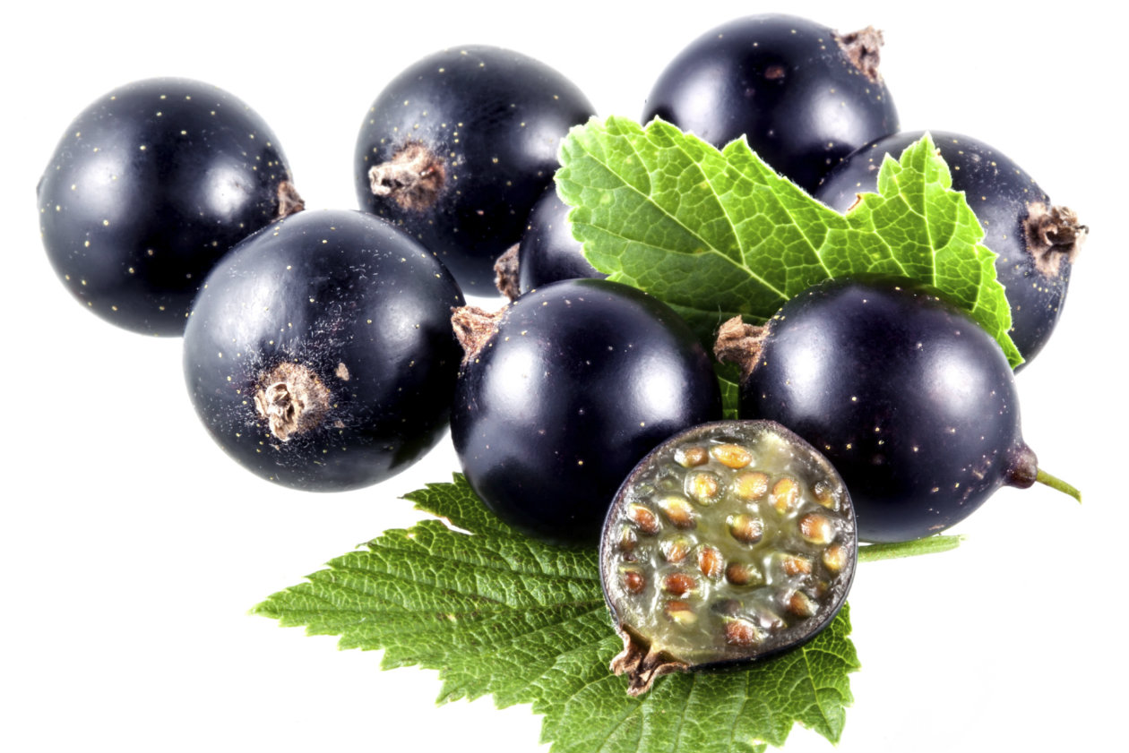 Grosella Negra - Ayuda a proteger y mejorar tu vista! - Fue tan lindo ...