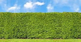 STUFF: What is a hedge of protection?