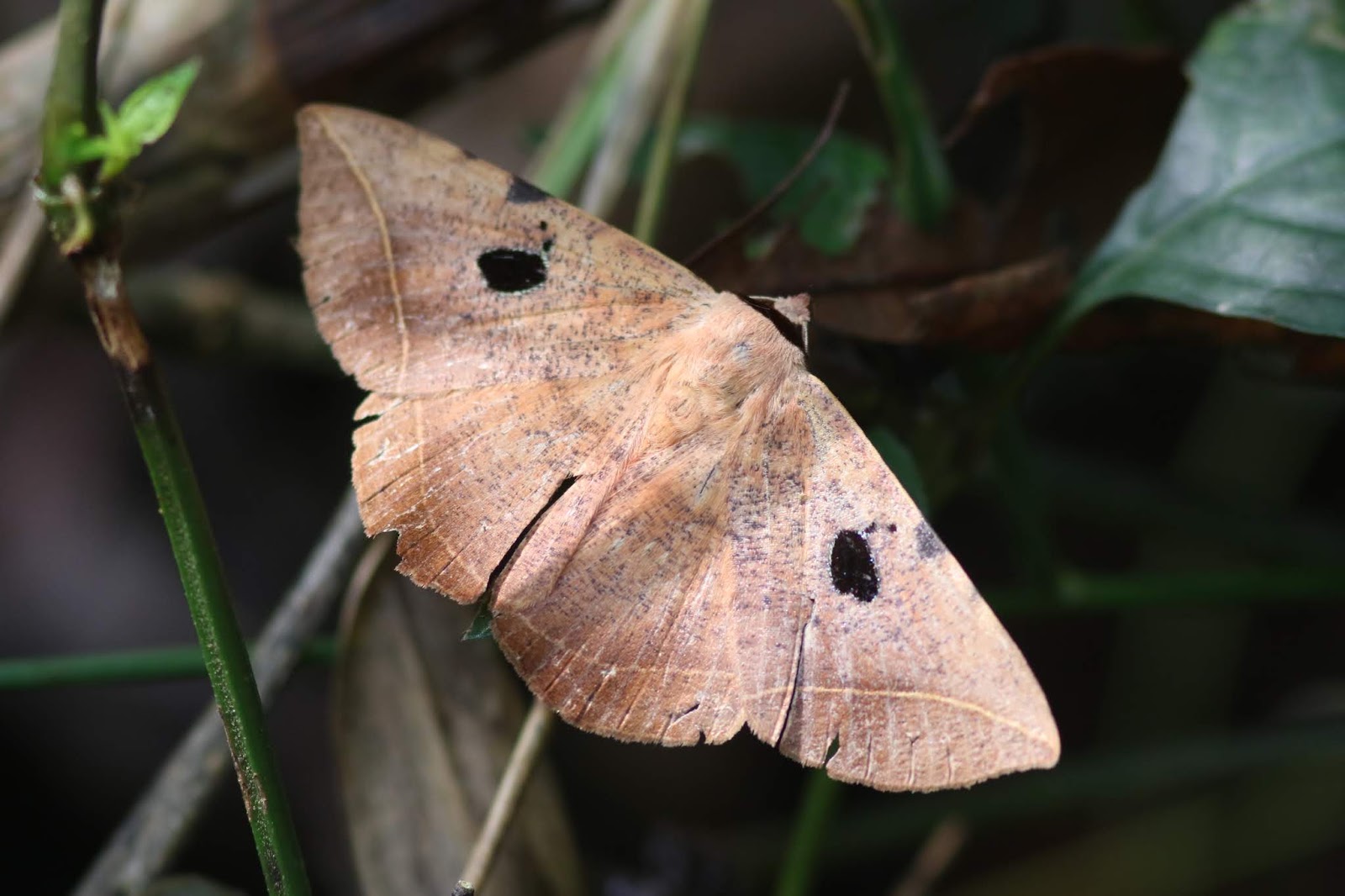 Non-Stop Birding: Ghana 2019 Moths