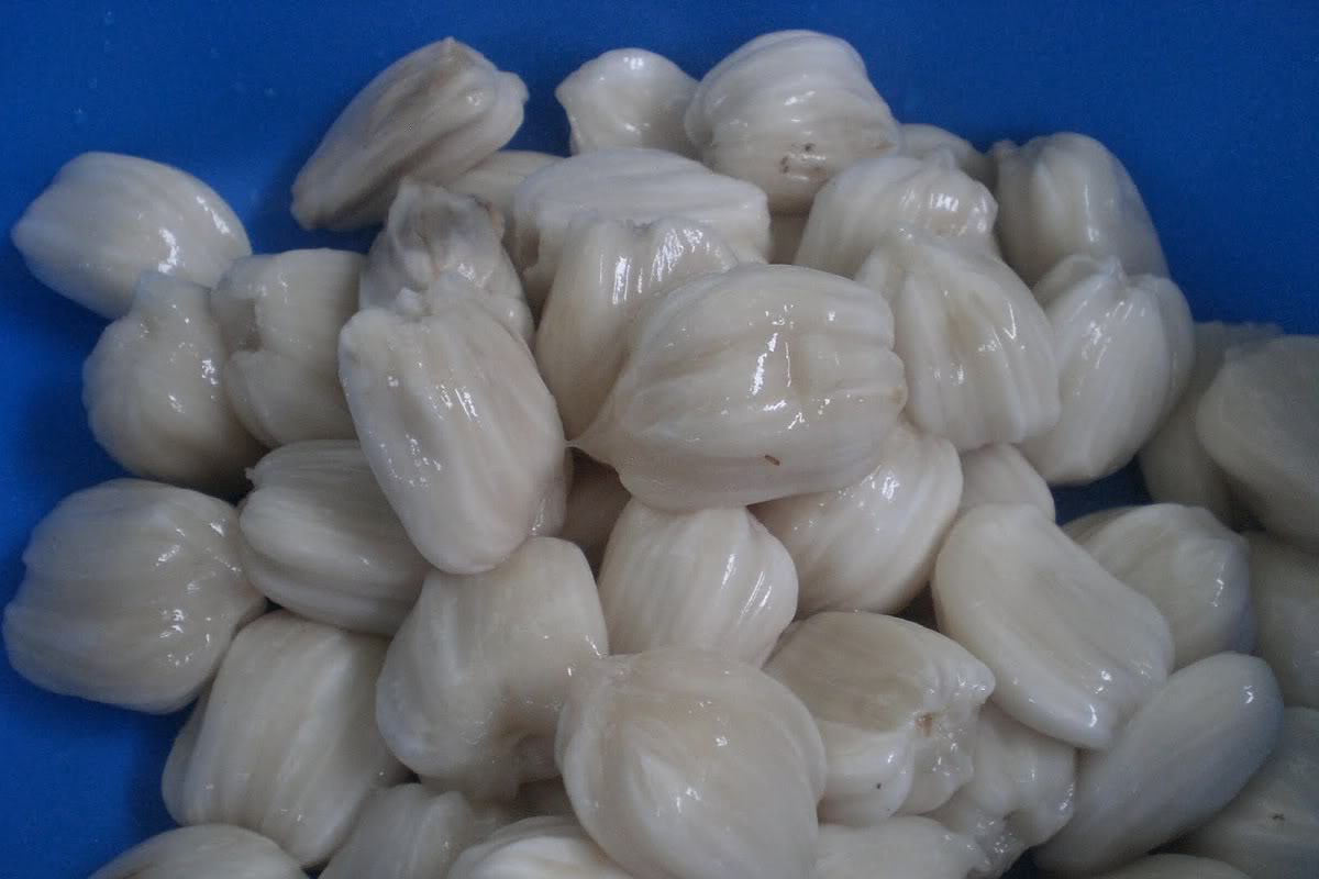 Buah Buahan Borneo, Terap |MyRokan