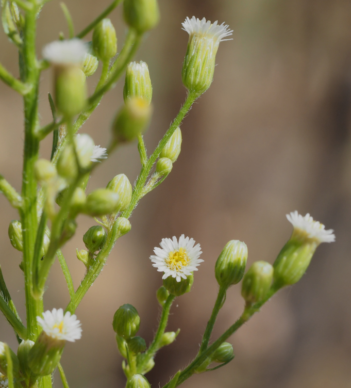 Paseos por la naturaleza: Conyza canadensis