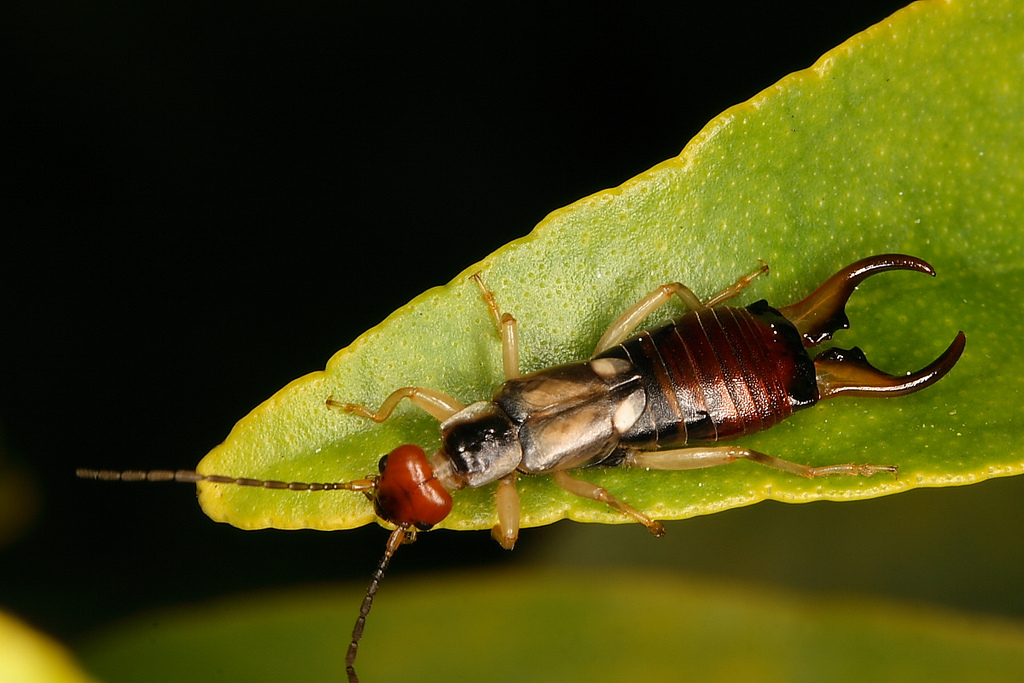 Mundo animal: Animais do nosso jardim...