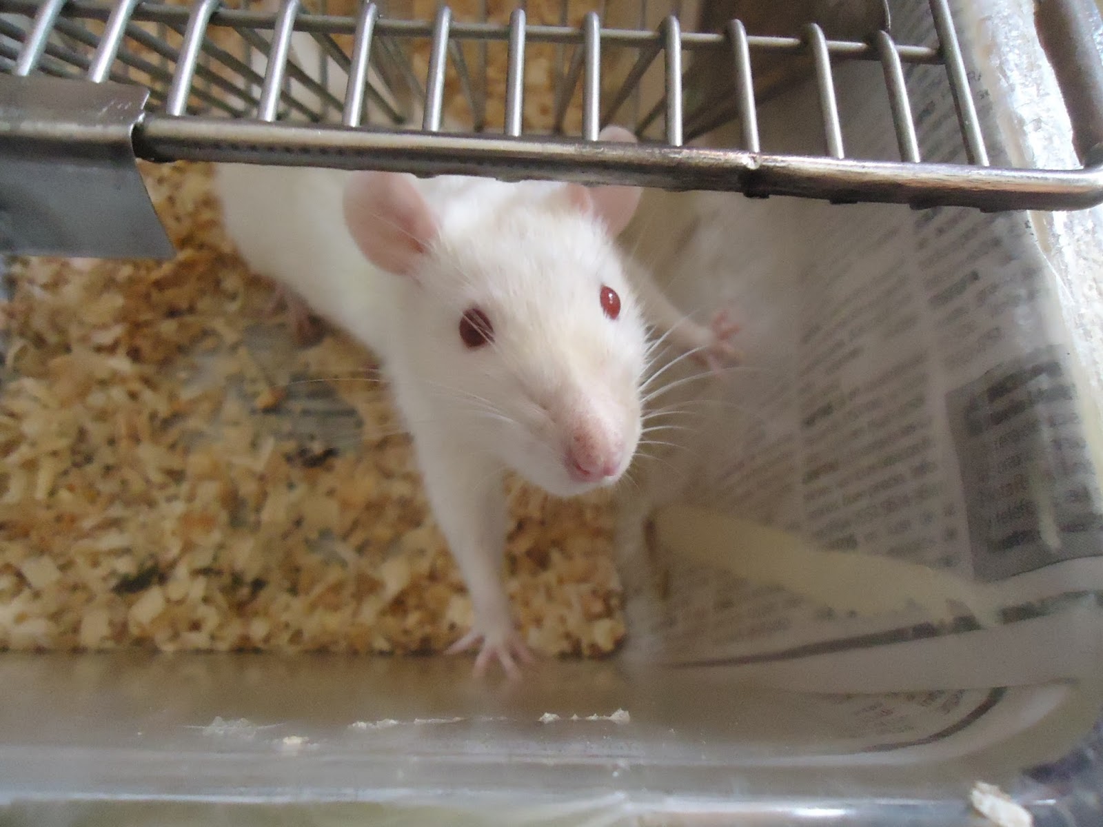 Bioquímica Diagnóstica BQD-YAI: Rata Wistar