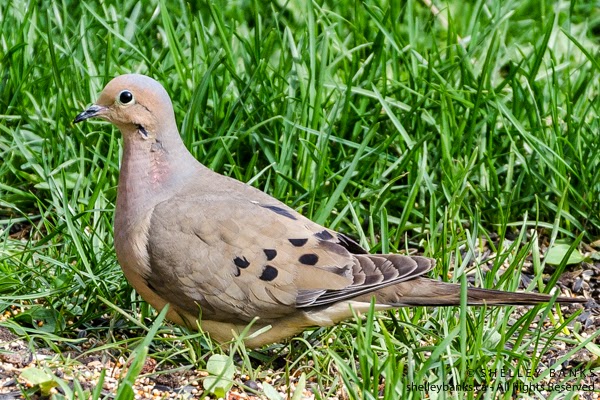 Prairie Nature: A Pair of Mourning Doves Arrive to Feed: Regina SK