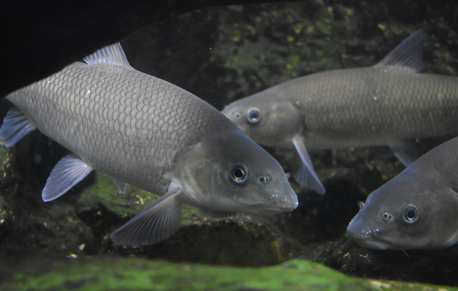 ZOOTOGRAFIANDO (6.100 ANIMALS): BARBO DE GRAELLS (Luciobarbus graellsii)