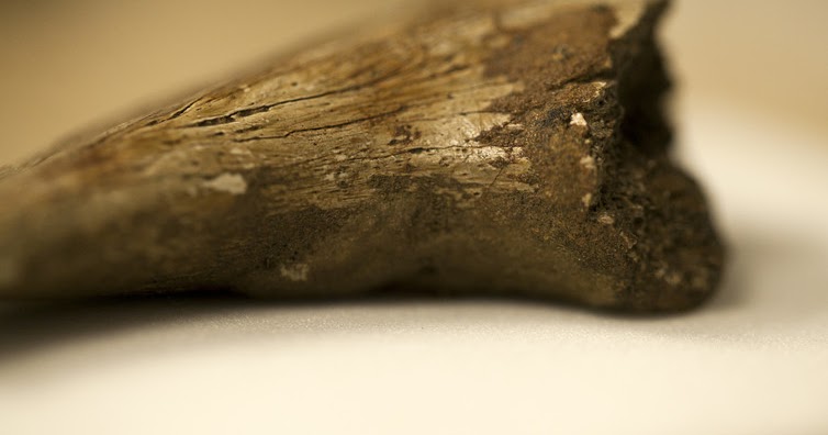 75 Million-Year-Old Blood Cells Discovered in Dinosaur Bones - Geology In