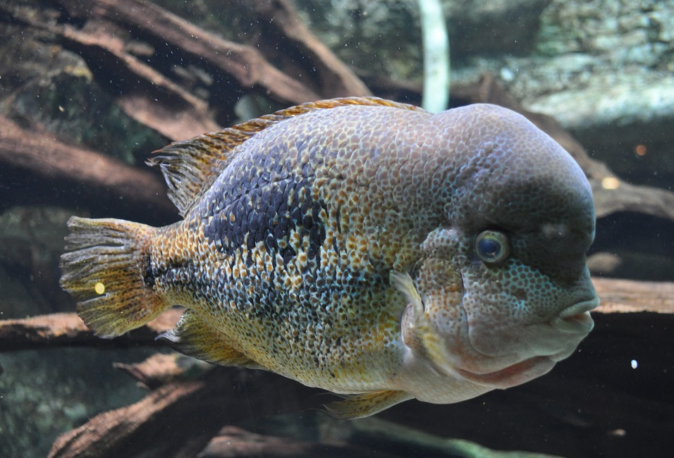 ZOOTOGRAFIANDO (6.100 ANIMALS): MOJARRA COLORADA (Vieja bifasciata)