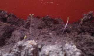 COCA SEEDS : Coca seeds to worldwide