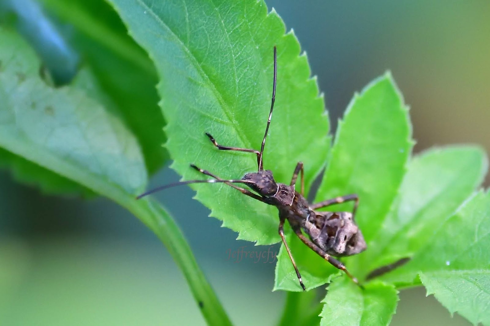 我的生態攝影集: 條蜂緣蝽, Riptortus linearis,