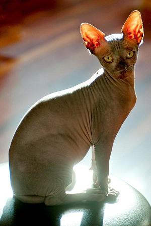 Supernova: Aneka Jenis Ras Ras Kucing Yang Menawan