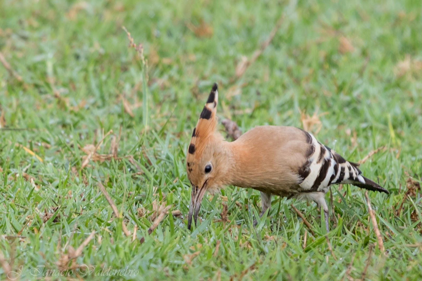 DocNatureBlog: Un ave muy, muy peculiar. Abubilla (Upupa epops). Pupa pupa.