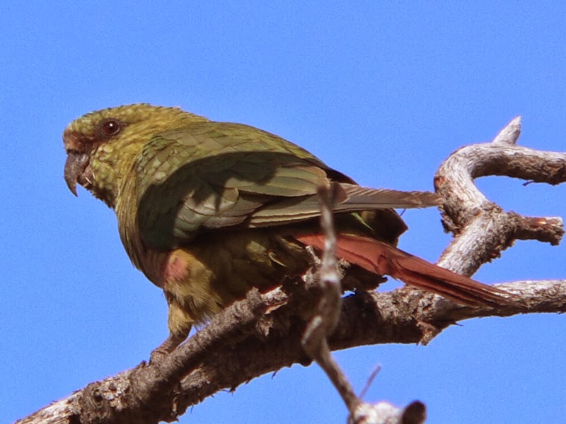 Ian Fraser, talking naturally: Fifty Shades of Red