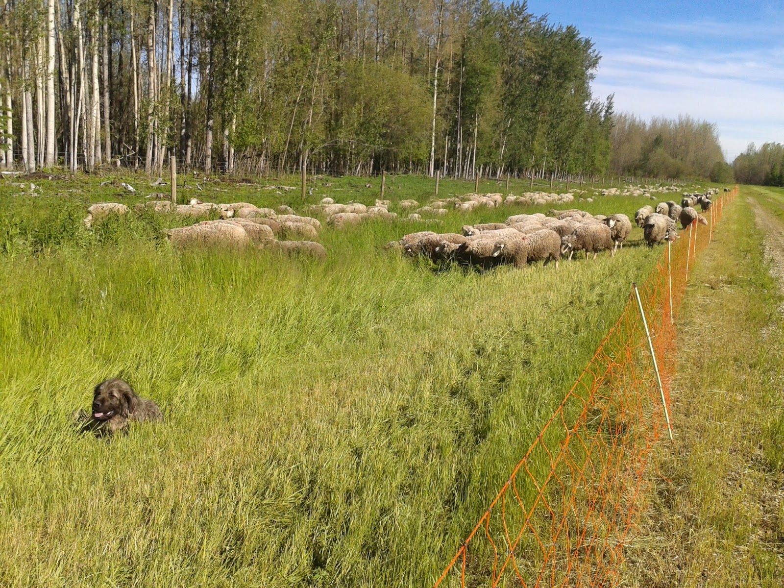Predator Friendly Ranching : Fence training for your LGD