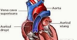 Biologia: Sistemul circulator