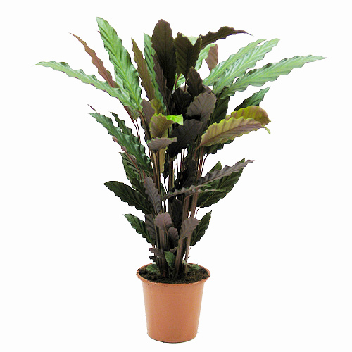 7 kwiatów: Calathea - kalatea doniczkowa pielęgnacja