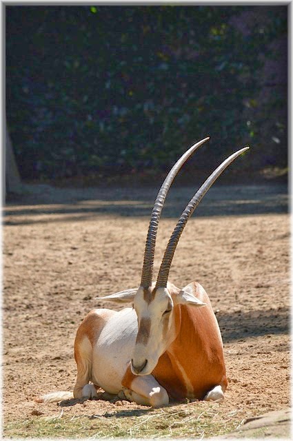antelope animals facts and pictures | all animals wildlife, jungle word ...