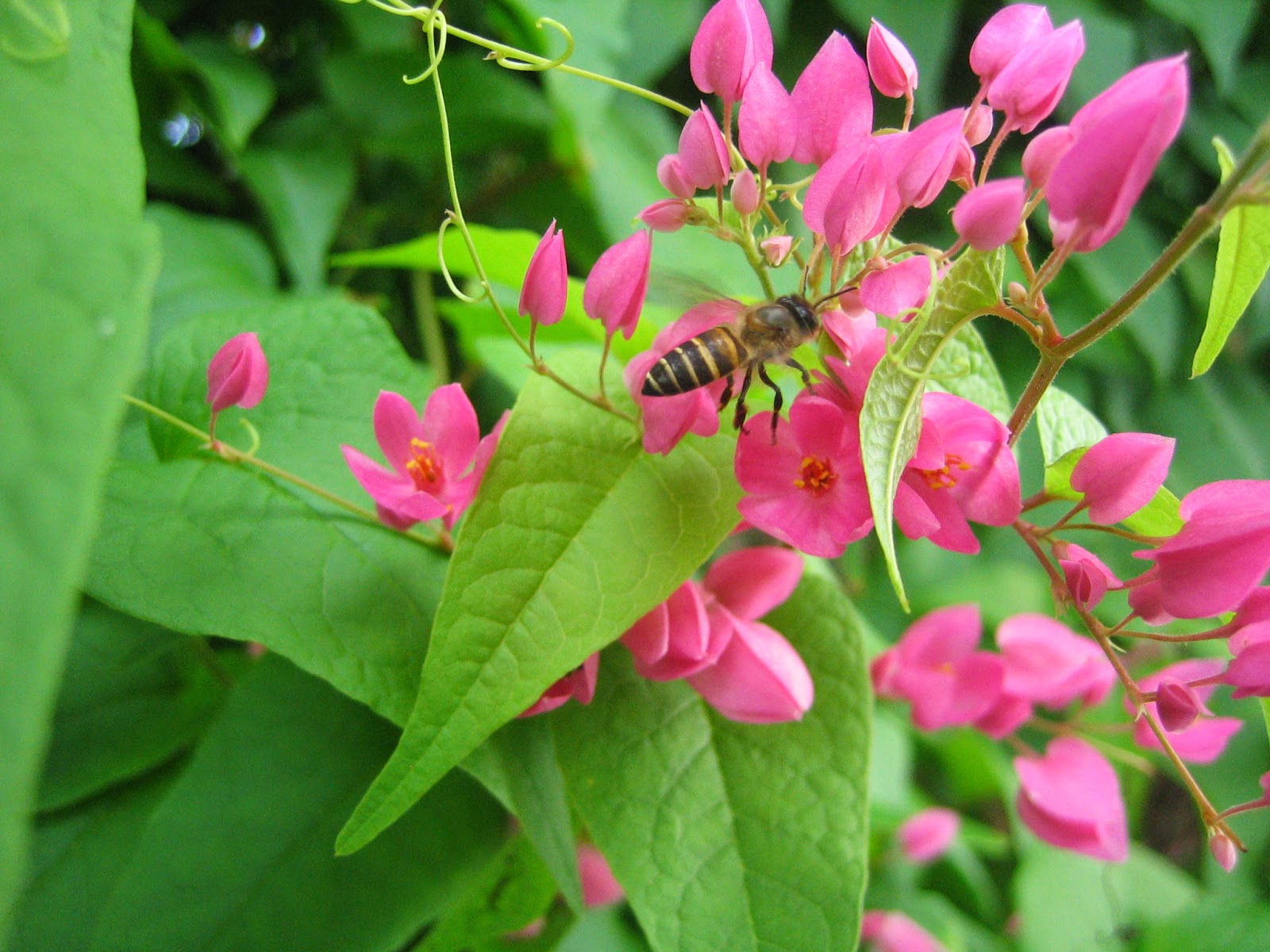 My AGRI LOG: PEMERHATIAN MENGENAI BUNGA-BUNGA YANG DIMINATI OLEH LEBAH ...