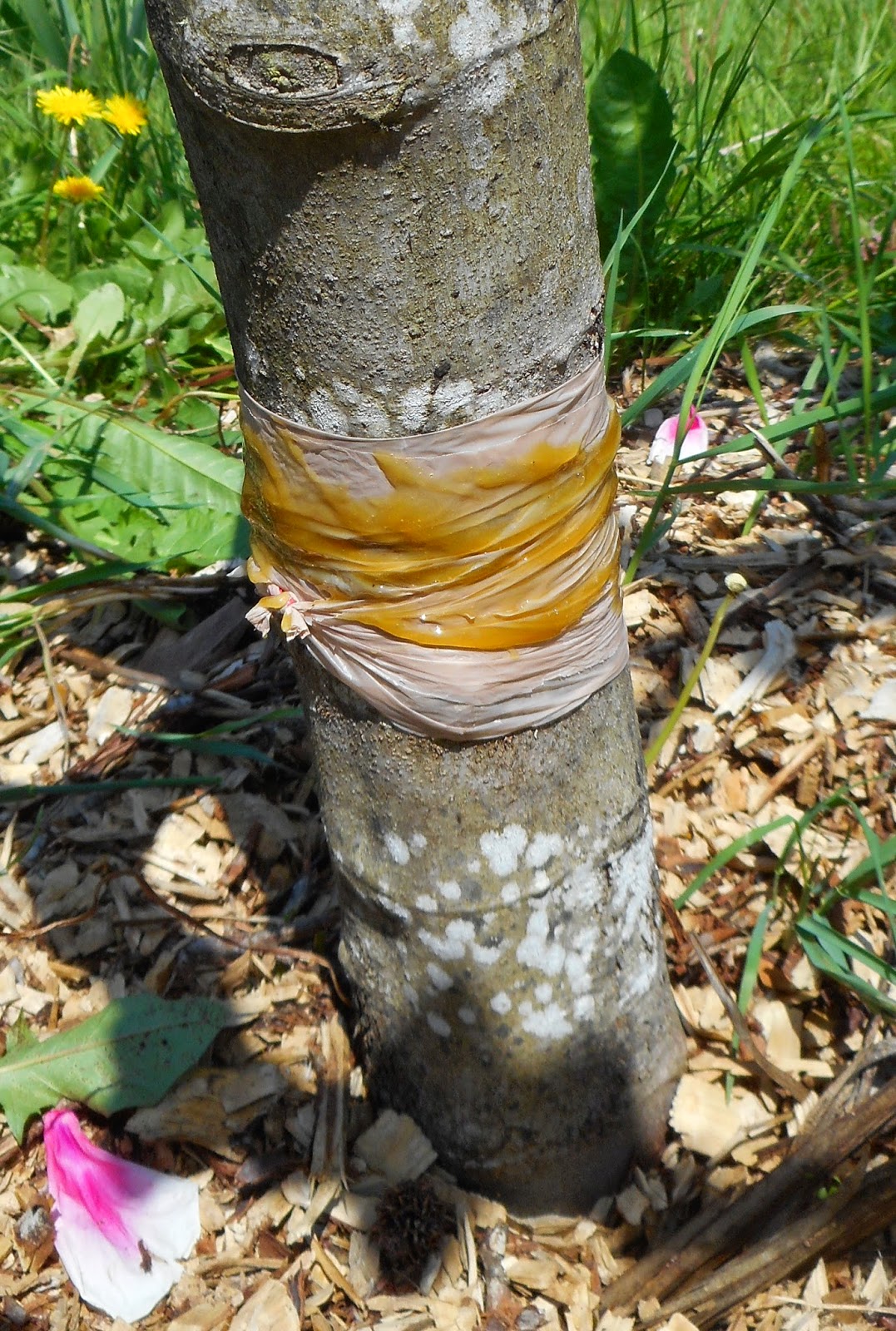 Growing Greener in the Pacific Northwest: Apply Tanglefoot to Fruit ...