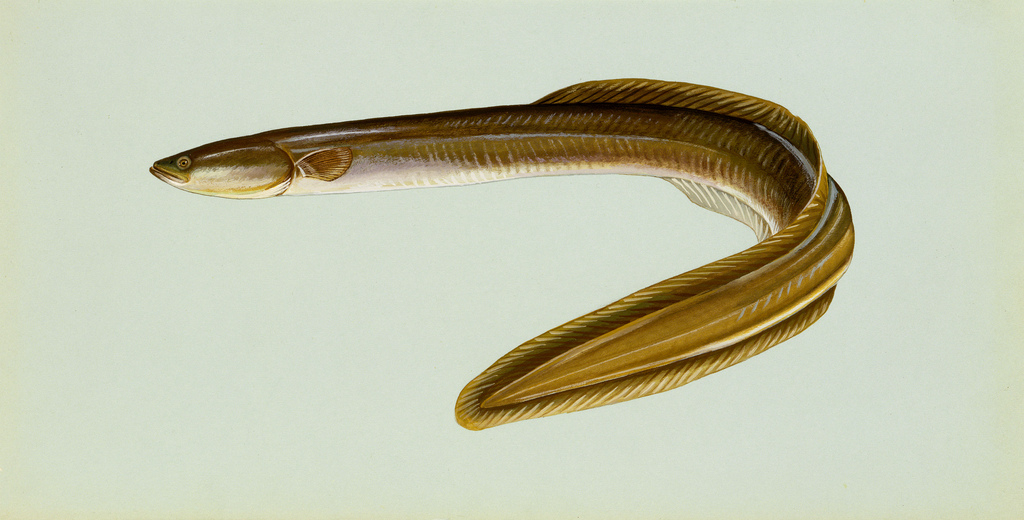 Earth and Space News: American Eel Anguilla rostrata: Protect or Not ...