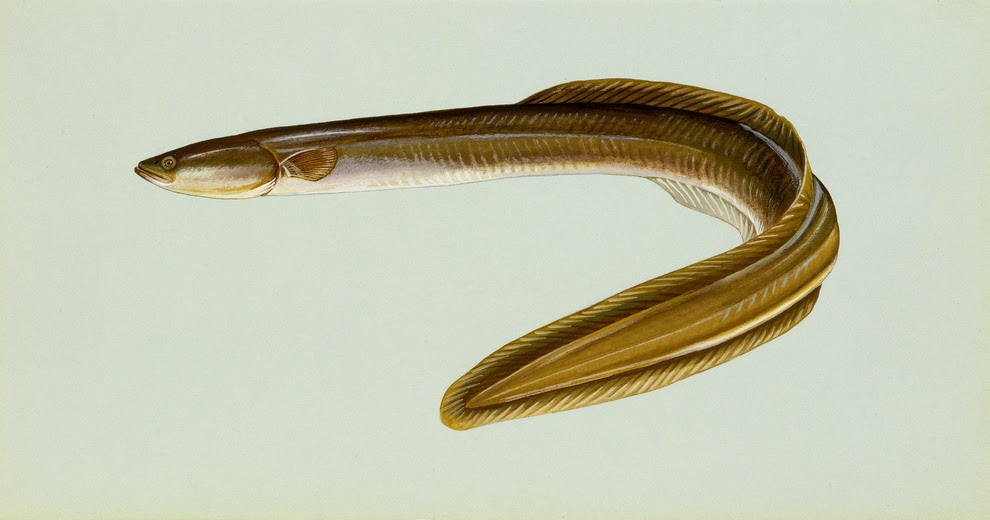Earth and Space News: American Eel Anguilla rostrata: Protect or Not ...