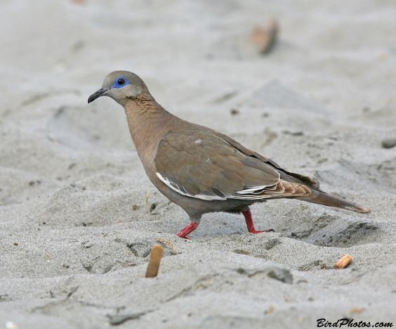 PLAAN : Cuculí - Zenaida meloda