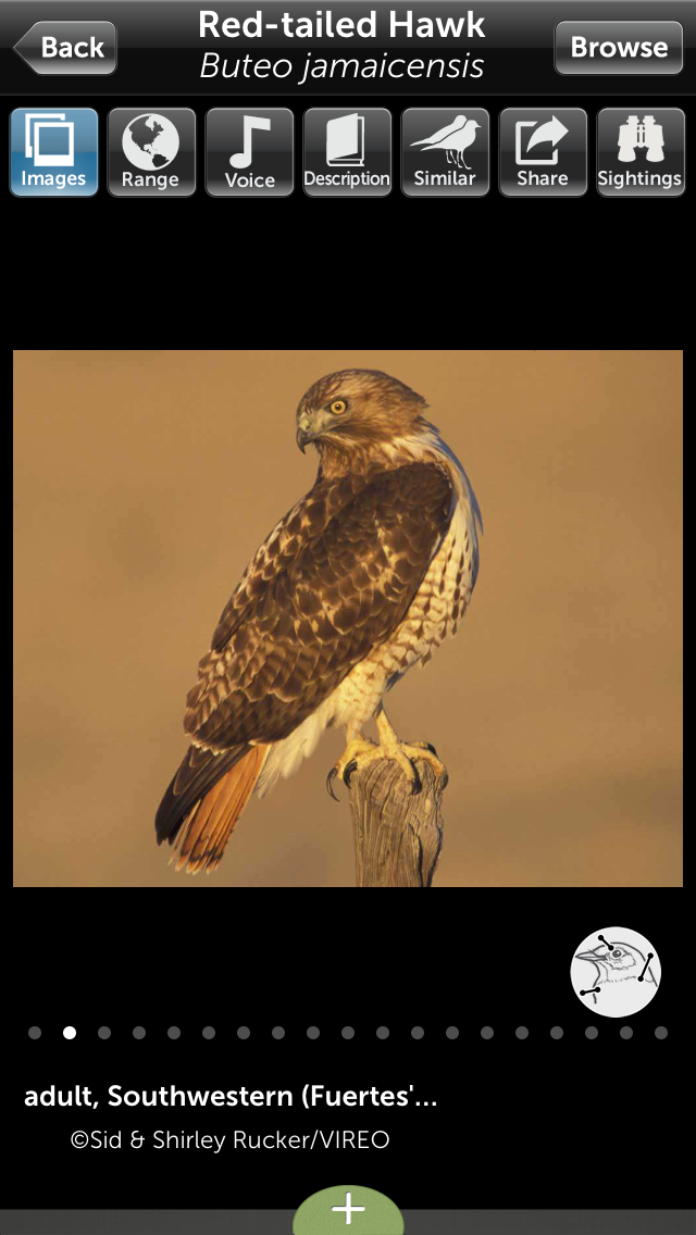 Birding Is Fun!: Audubon Birds App Update